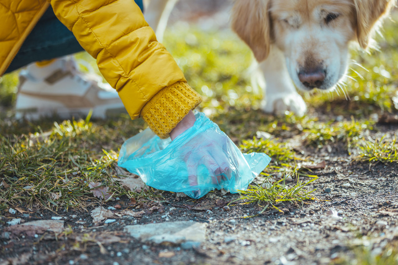 La coprophagie chez le chien - Amicanin