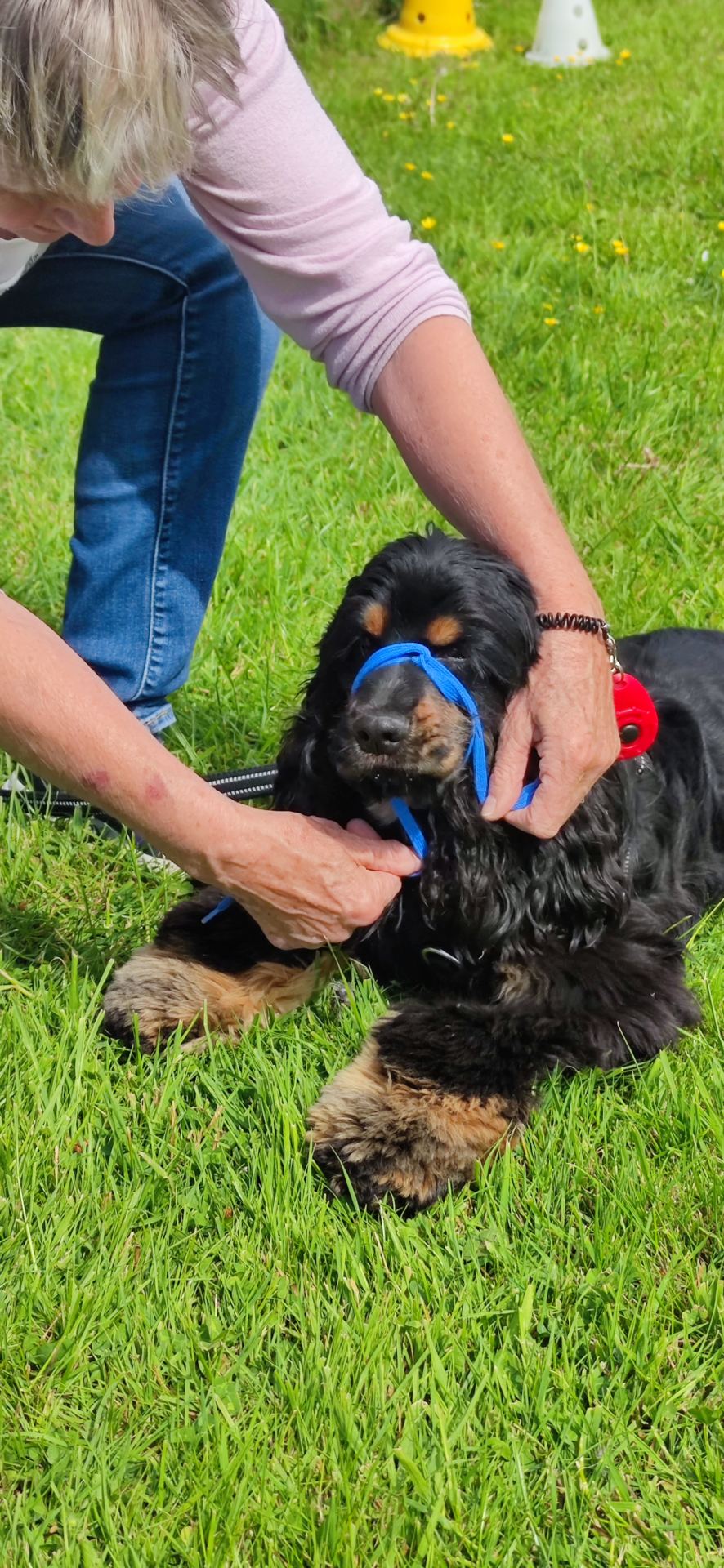Soins canins coopératifs - Amicanin